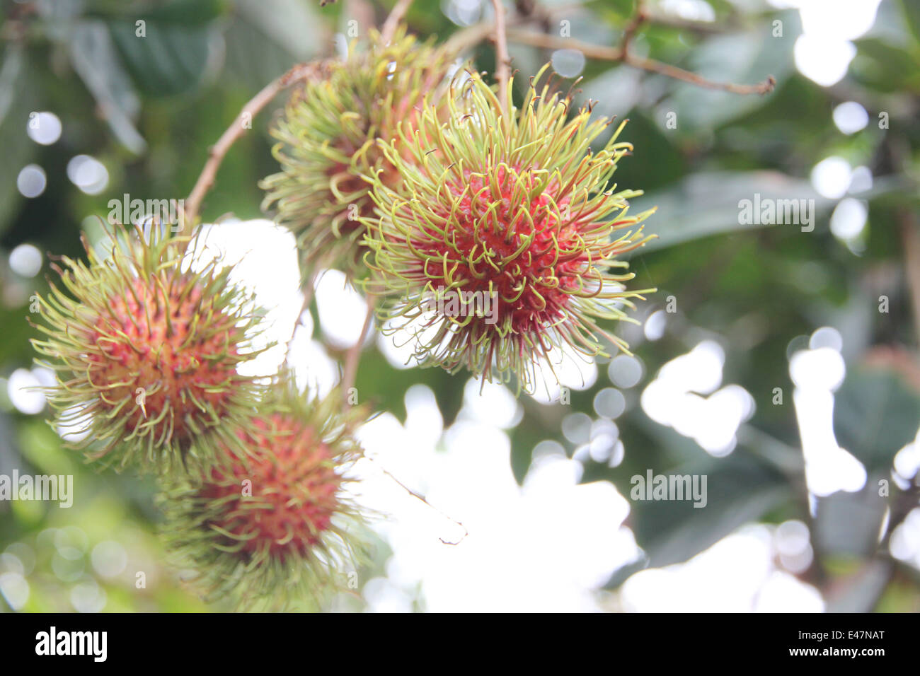 Rambutan leaves hi-res stock photography and images - Alamy