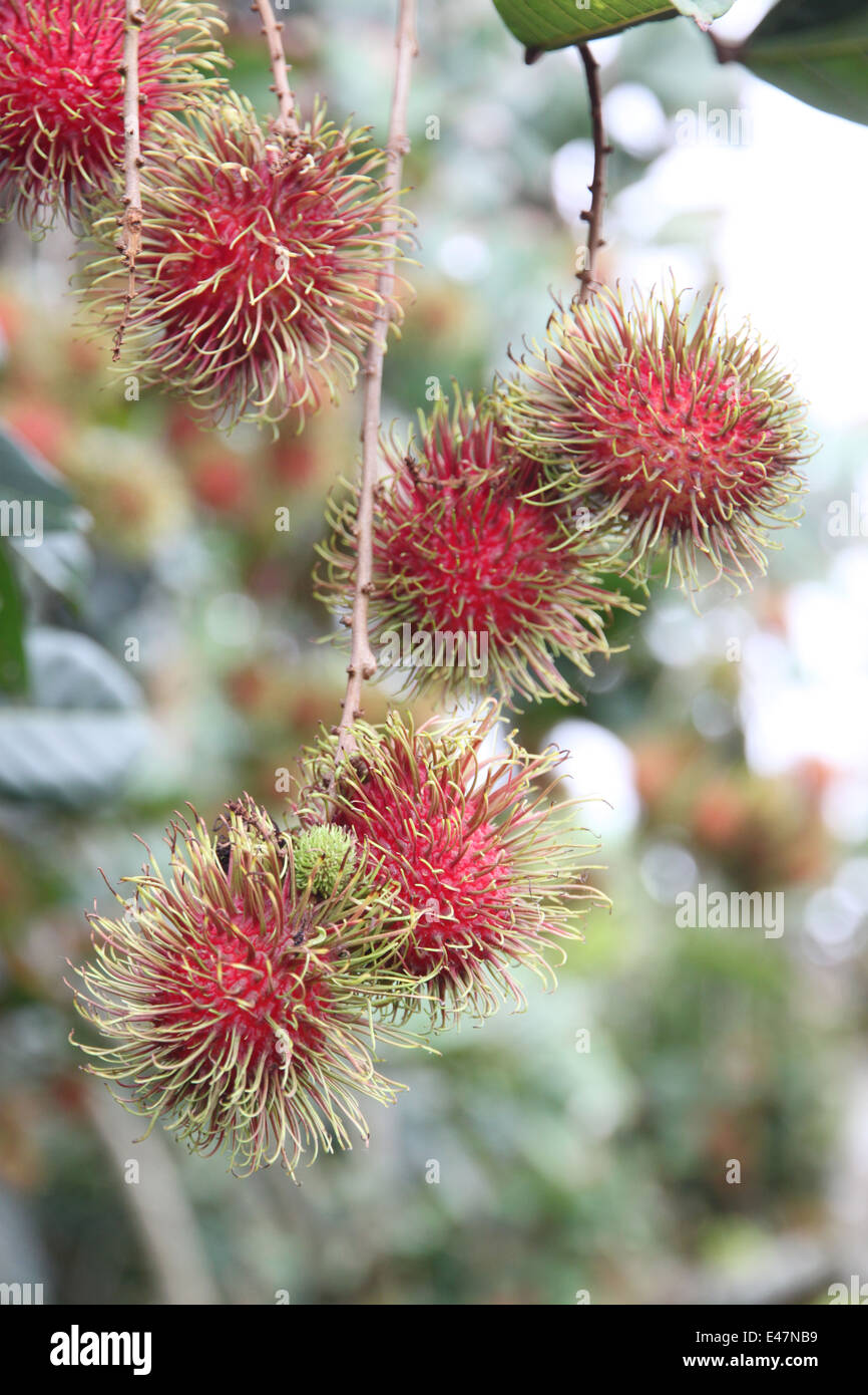 Fresh rambutan fruits on tree in orchards Stock Photo - Alamy