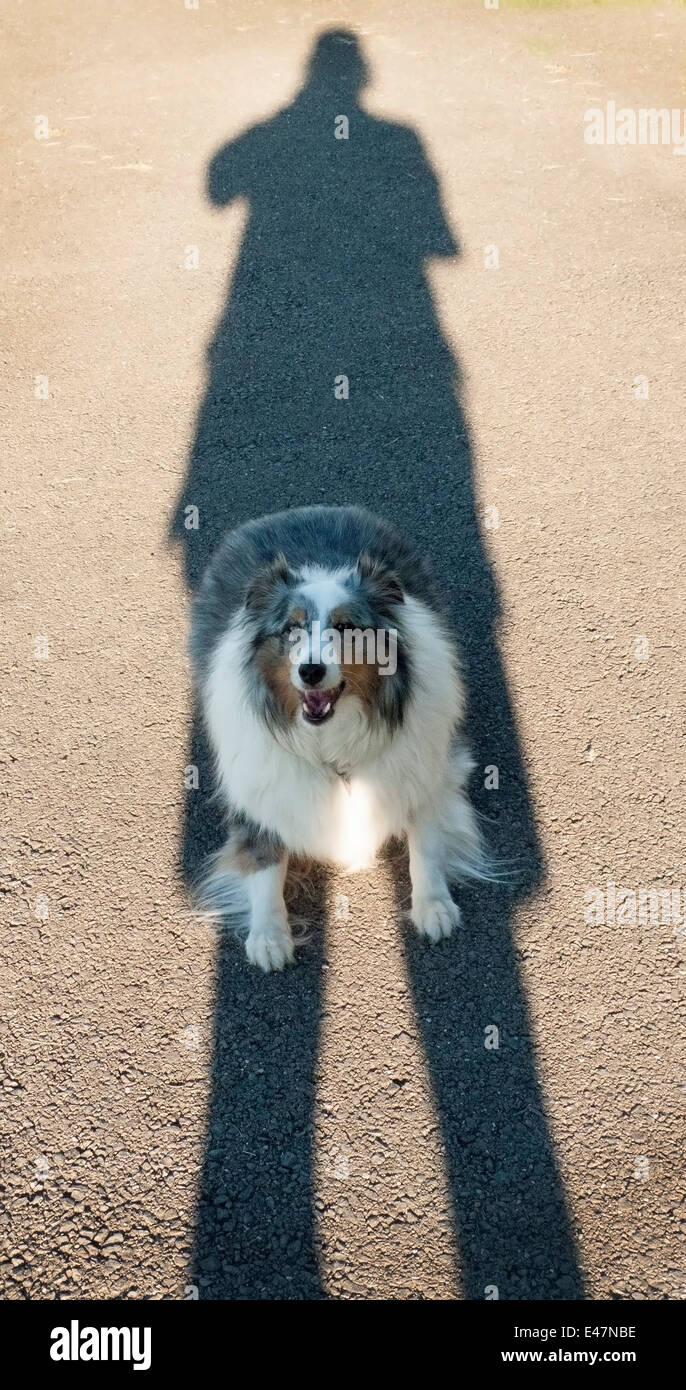 Pet dog in owners shadow Stock Photo - Alamy