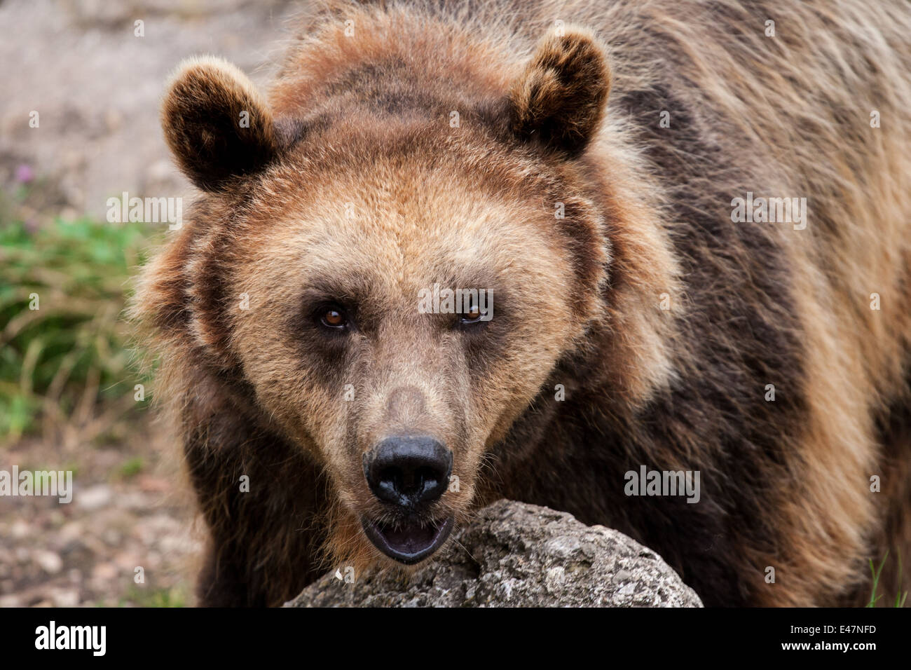 Old brown bear walking hi-res stock photography and images - Alamy