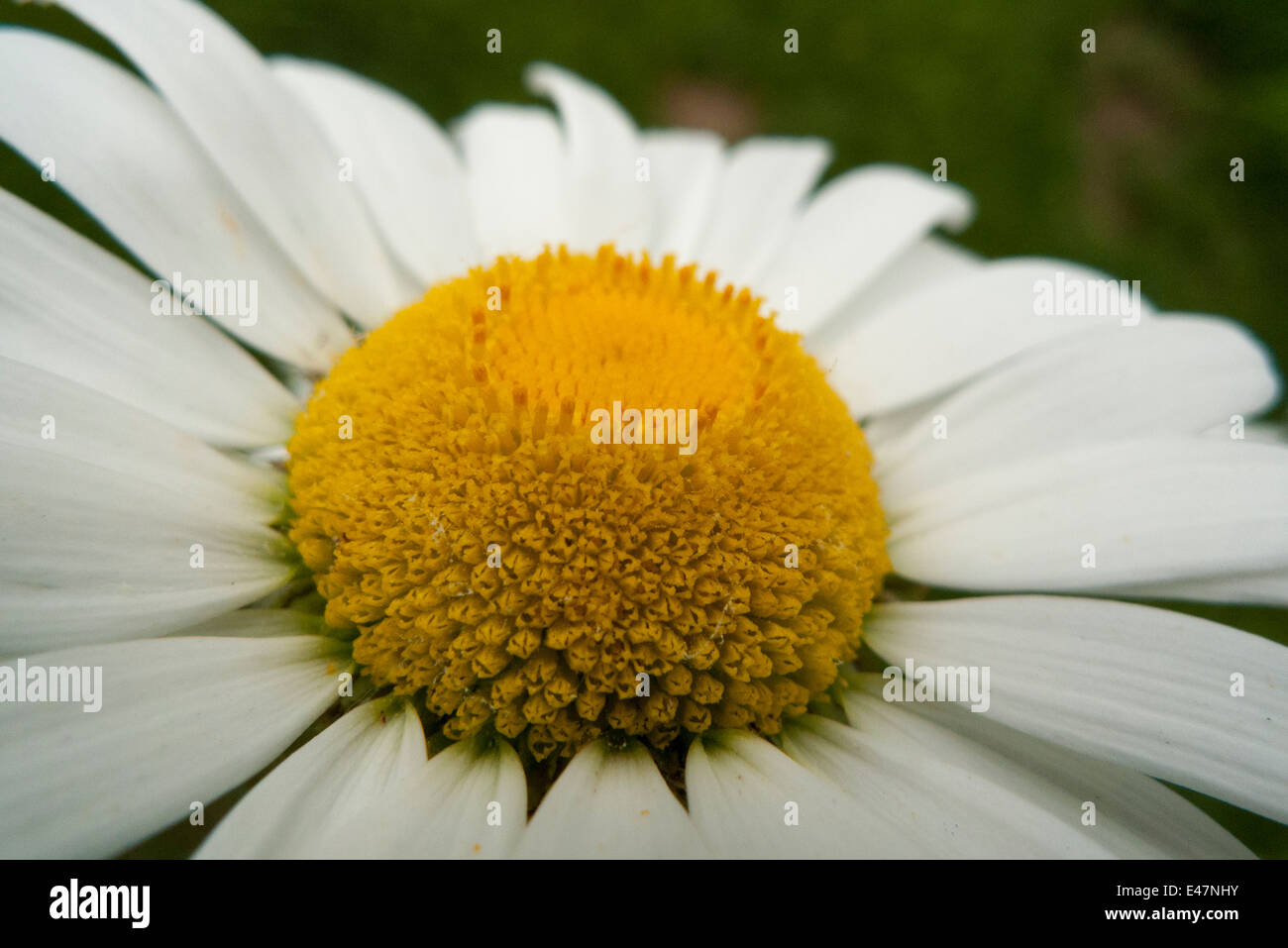 Close up of daisy Stock Photo - Alamy