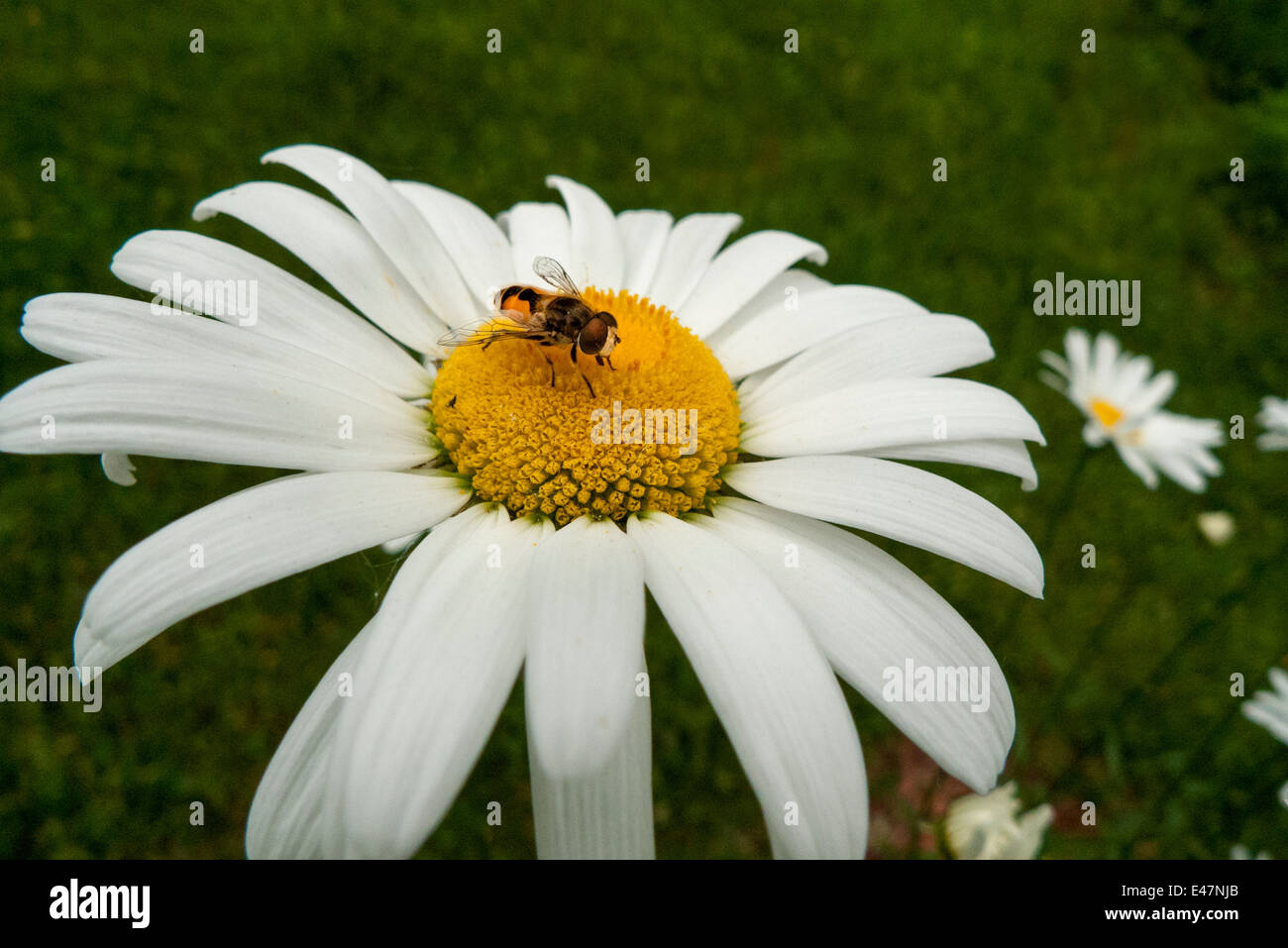 Daisy up close hi-res stock photography and images - Alamy