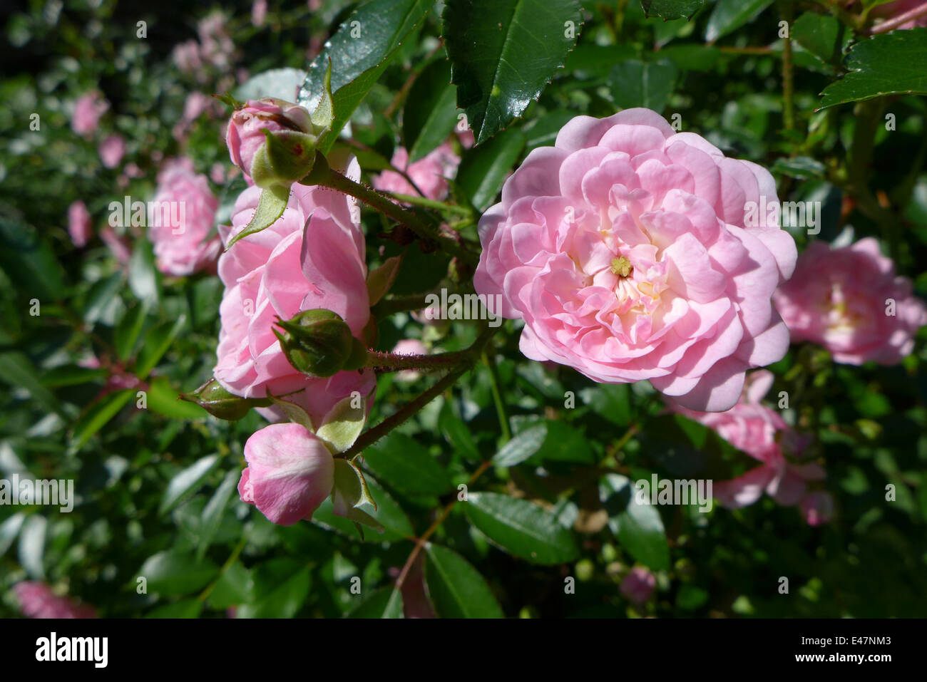 Perennial roses hi-res stock photography and images - Alamy