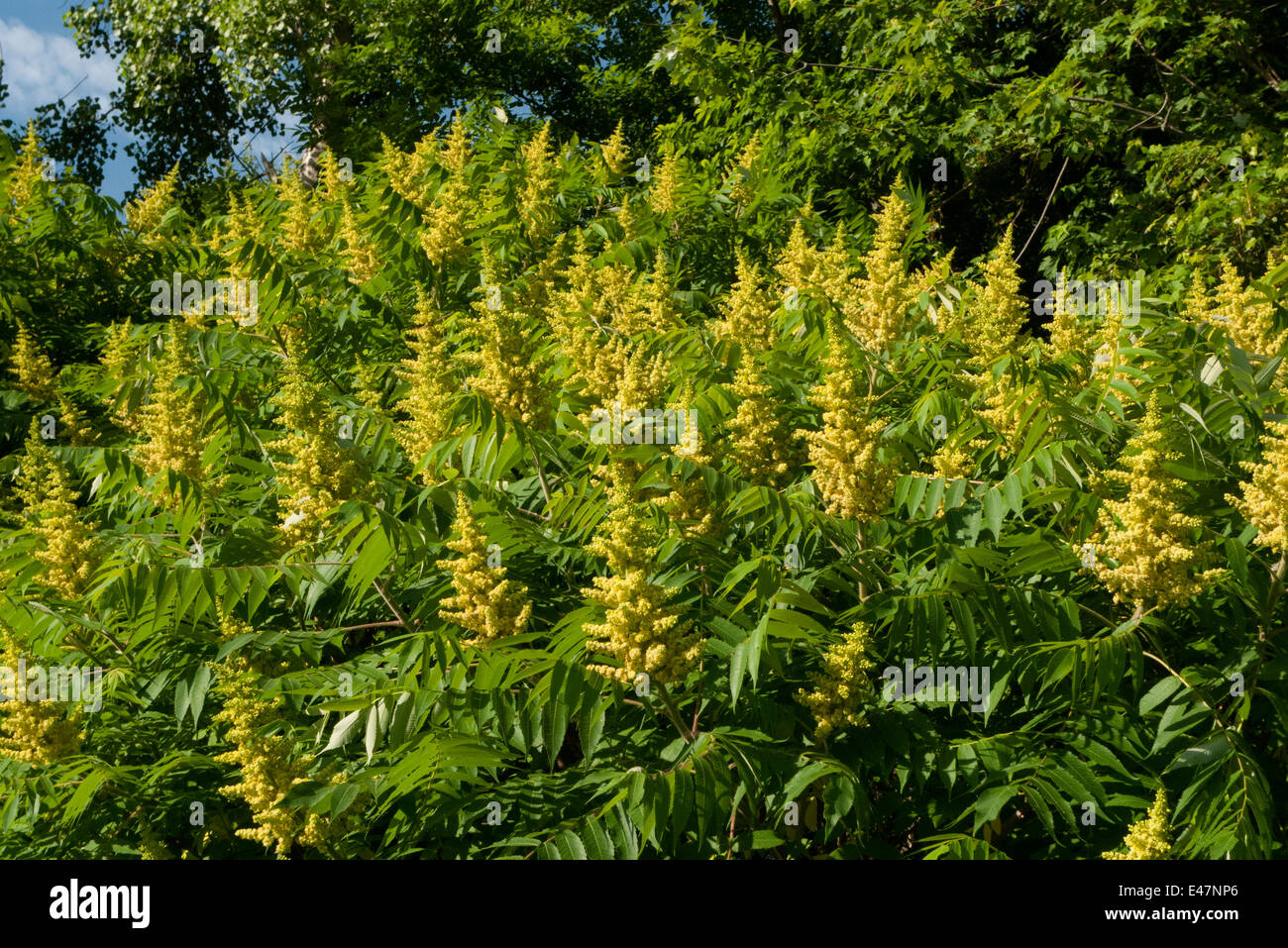 Sumac shrub hi-res stock photography and images - Alamy