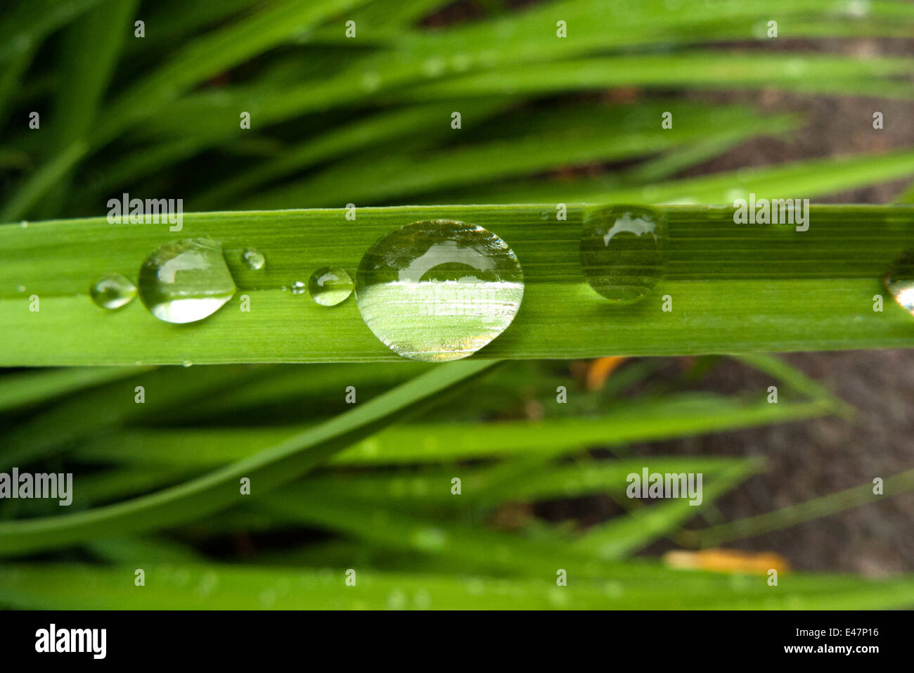 Surface tension of water hi-res stock photography and images - Alamy