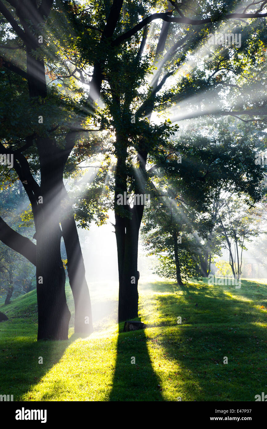 Tree in the park Stock Photo - Alamy