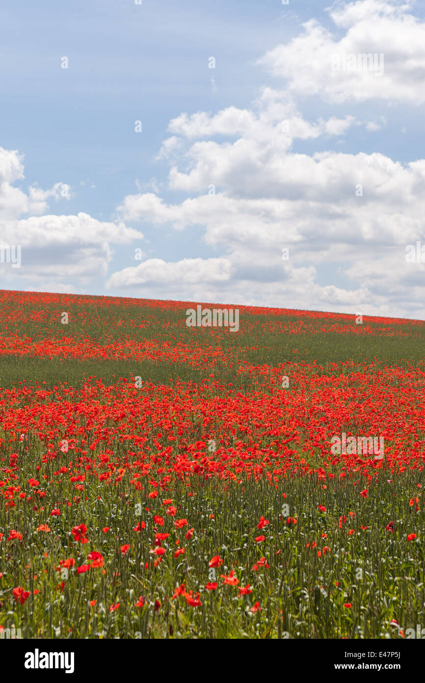 Red poppy field Stock Photo - Alamy