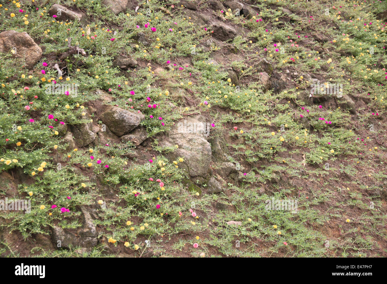 colorful of small flowers in the backyard Stock Photo - Alamy
