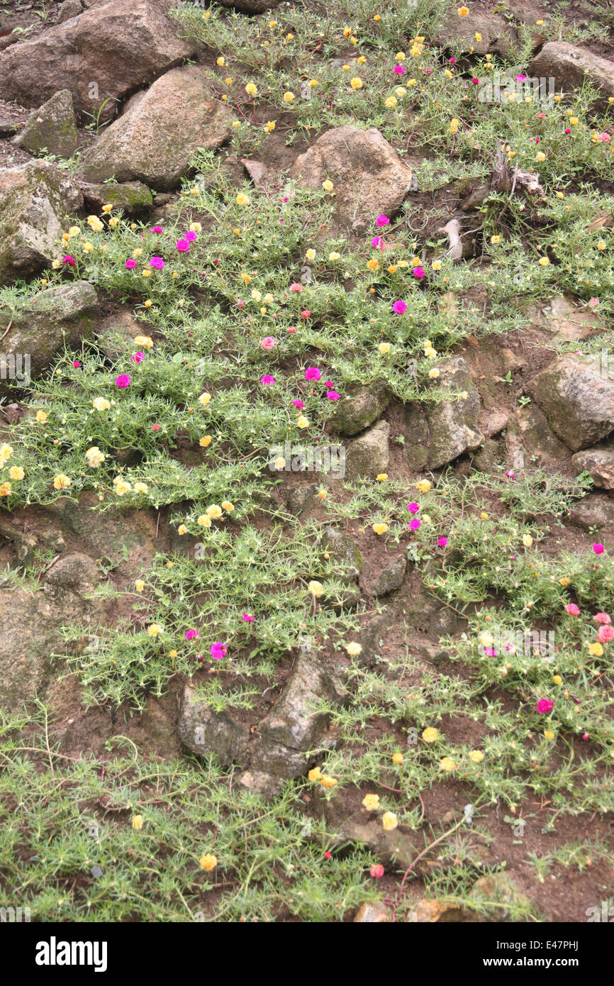 Very small flowers hi-res stock photography and images - Alamy