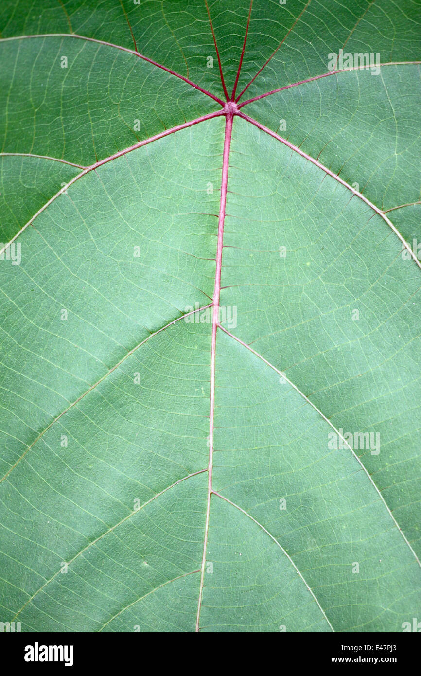 Natural leaf pattern hi-res stock photography and images - Alamy