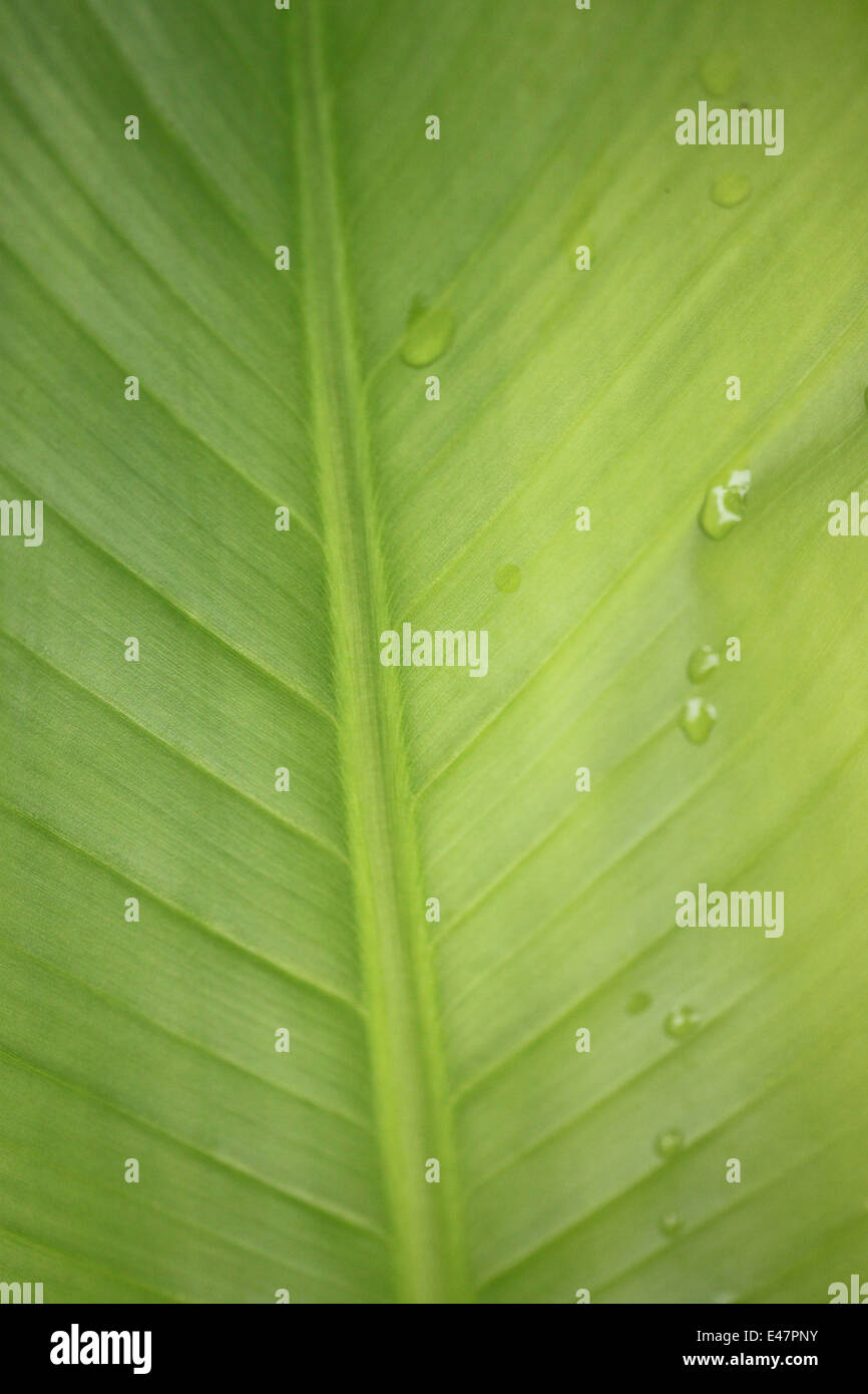 Natural leaf pattern hi-res stock photography and images - Alamy