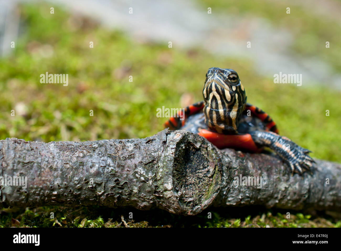 Bright red yellow eastern hi-res stock photography and images - Alamy