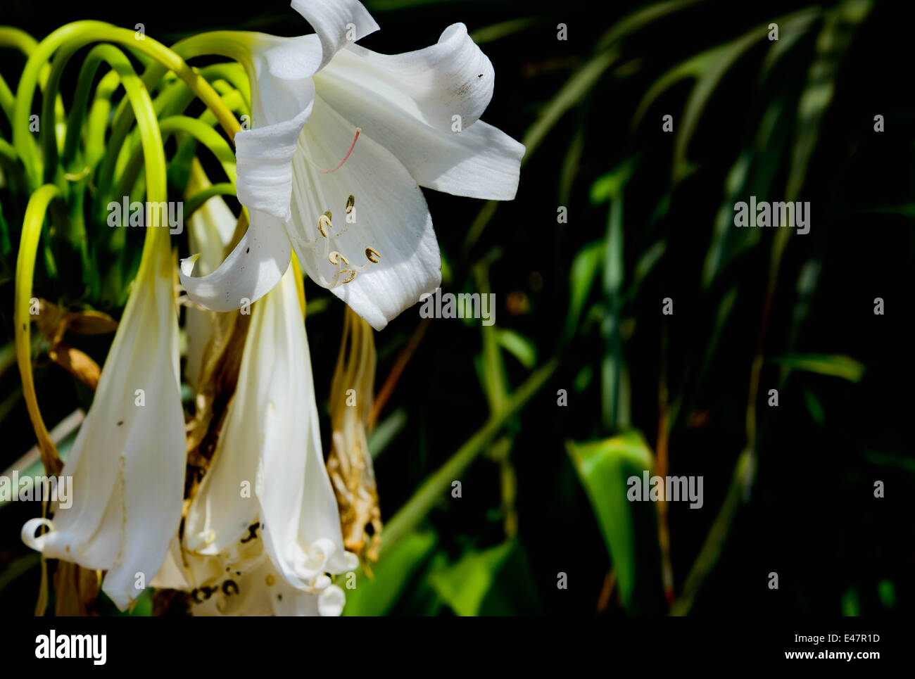 white spring blooms in an outdoor garden Stock Photo - Alamy