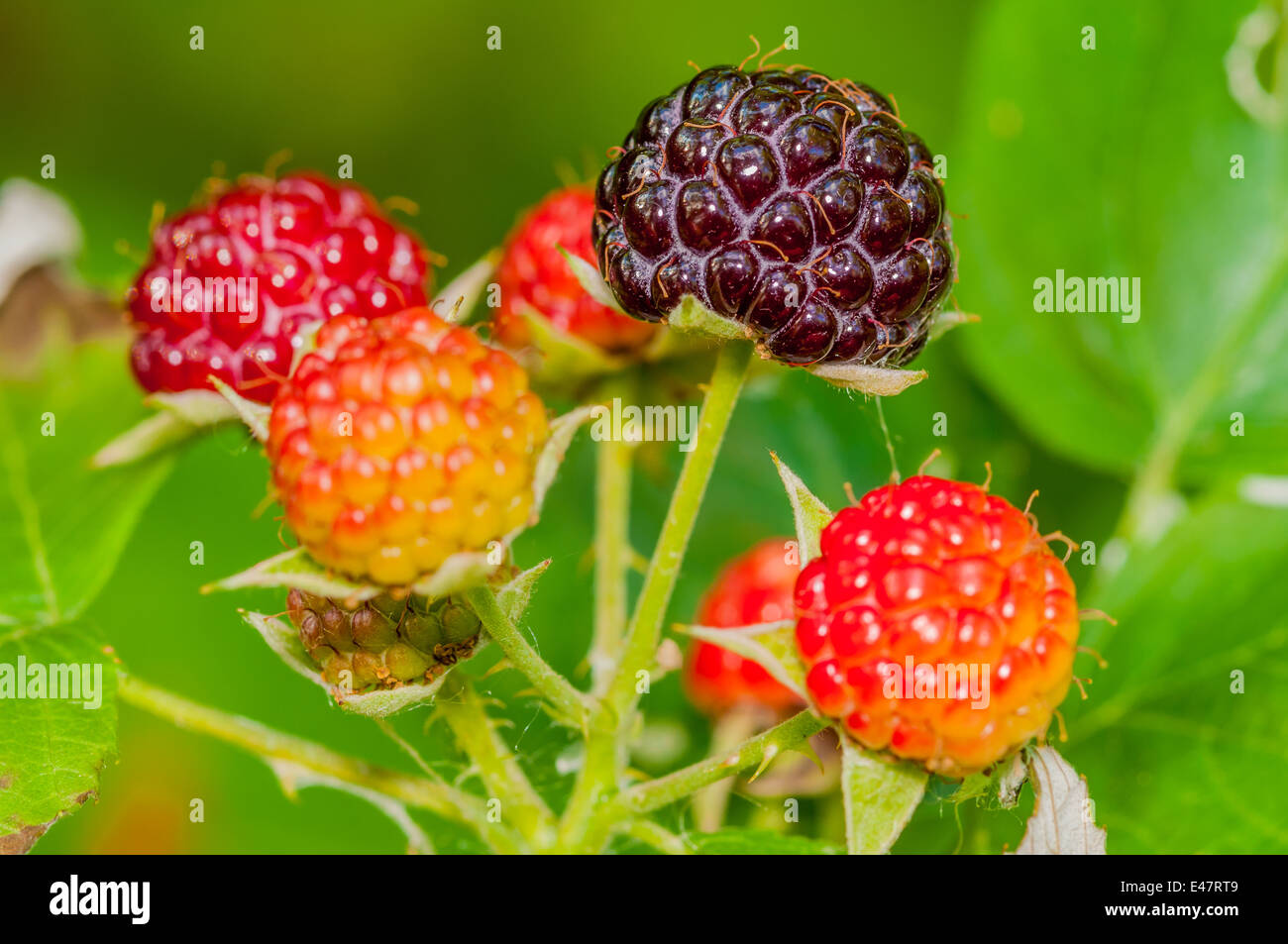 ripening Wild Raspberry on the vine in early summer Stock Photo - Alamy