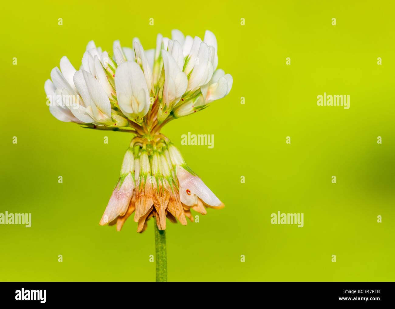 Nature plant clover hi-res stock photography and images - Alamy
