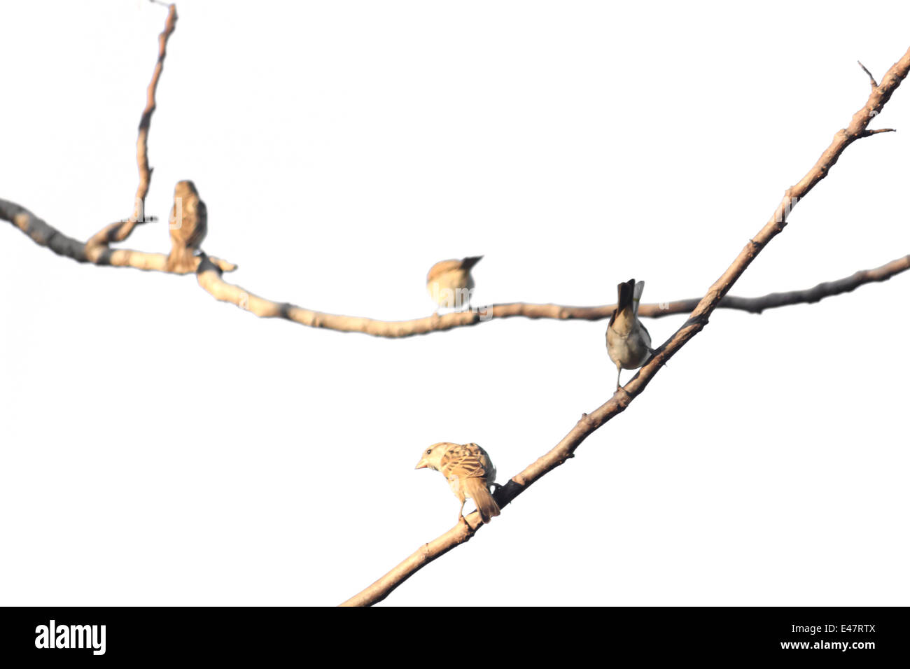 Small bird perching on Cut Out Stock Images & Pictures - Alamy