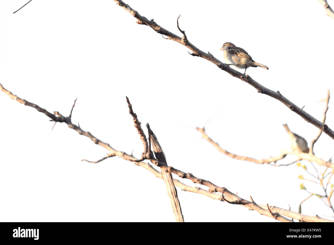 Beauty of birds hi-res stock photography and images - Alamy