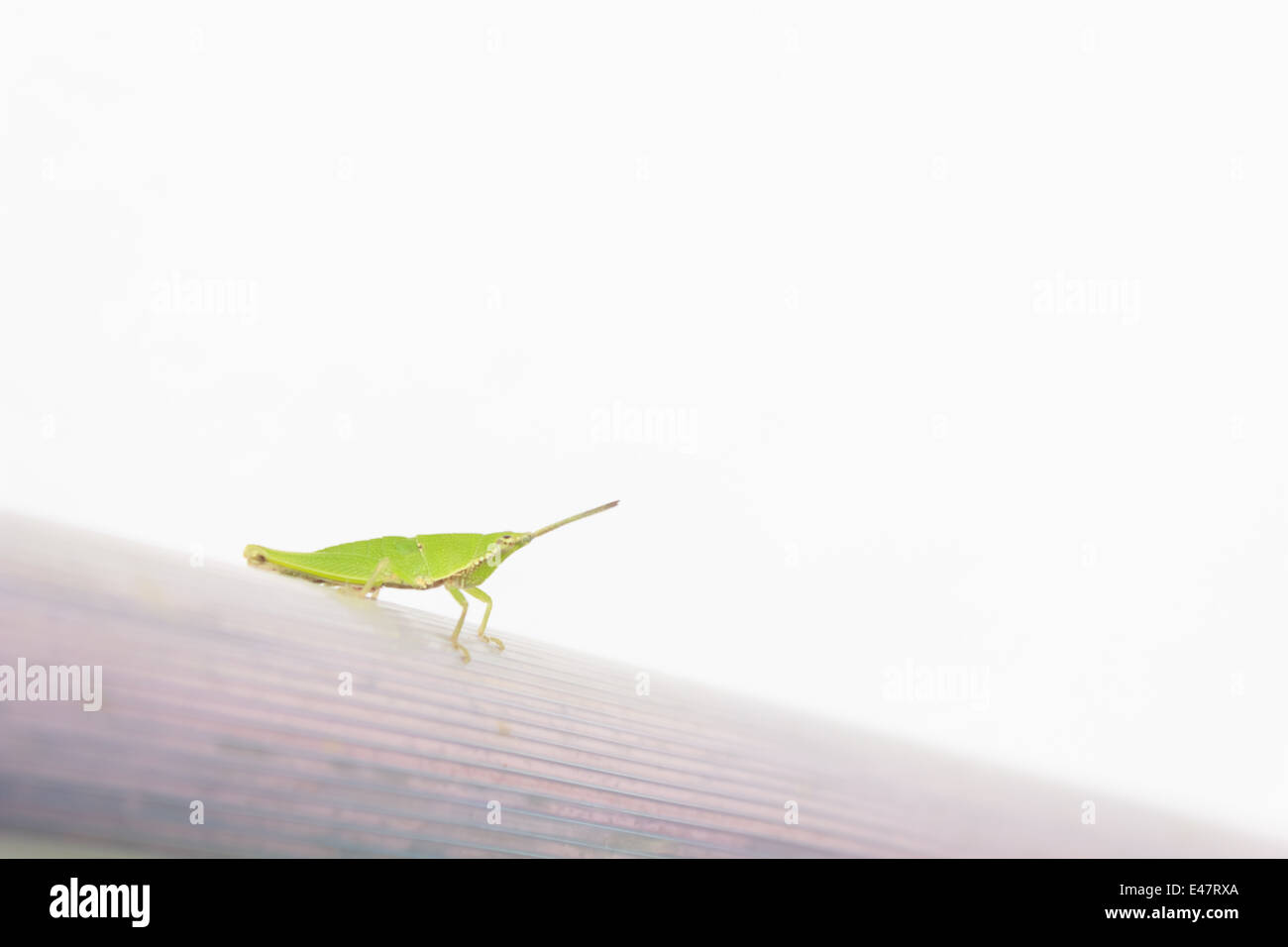 Grasshoppers eating grass up close hi-res stock photography and images ...