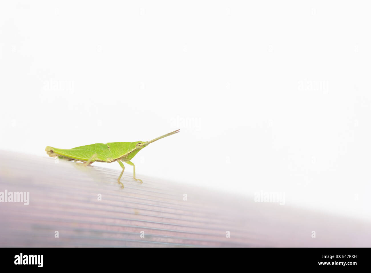 Grasshoppers eating garden hi-res stock photography and images - Alamy