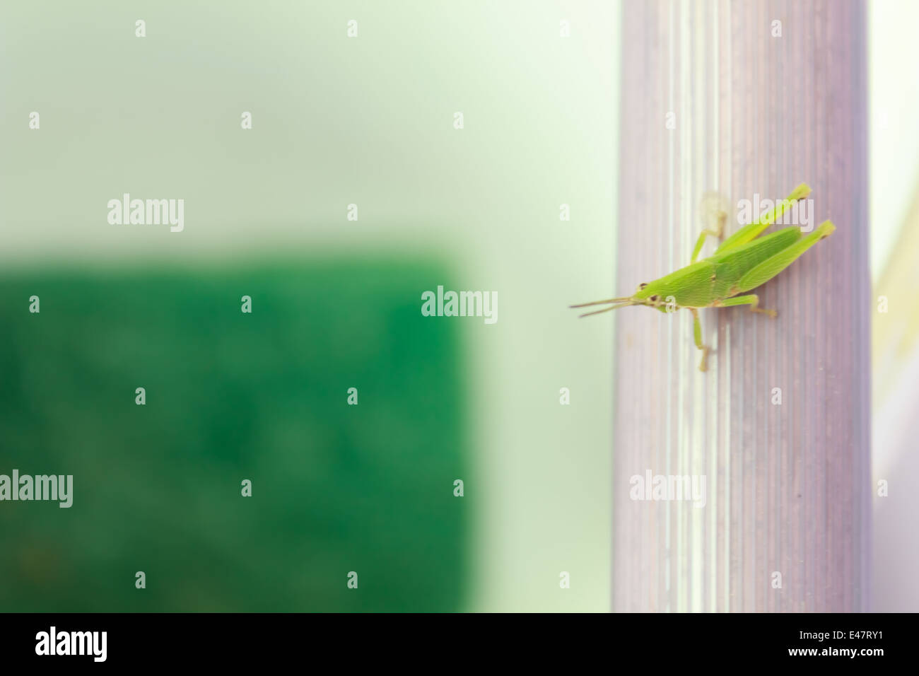 Grasshoppers eating grass up close hi-res stock photography and images ...