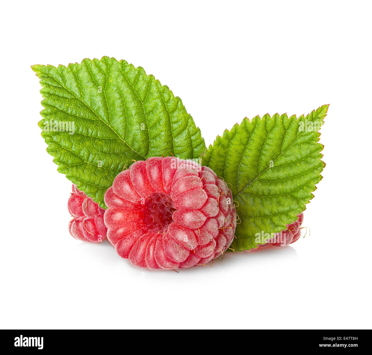 raspberry isolated on white background Stock Photo - Alamy