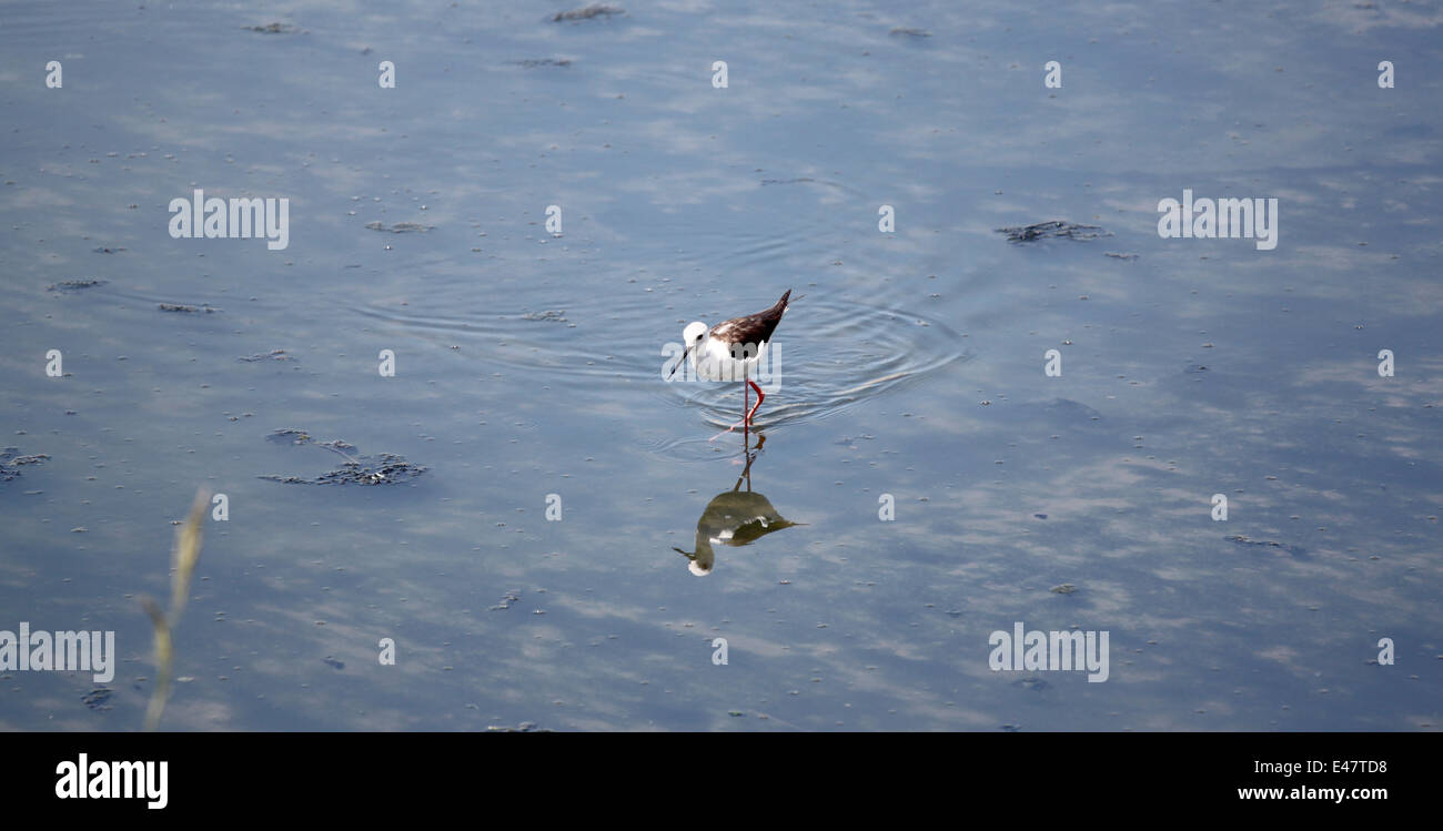 Black-winged Stilt (Himantopus himantopus) in foraging for food at ...