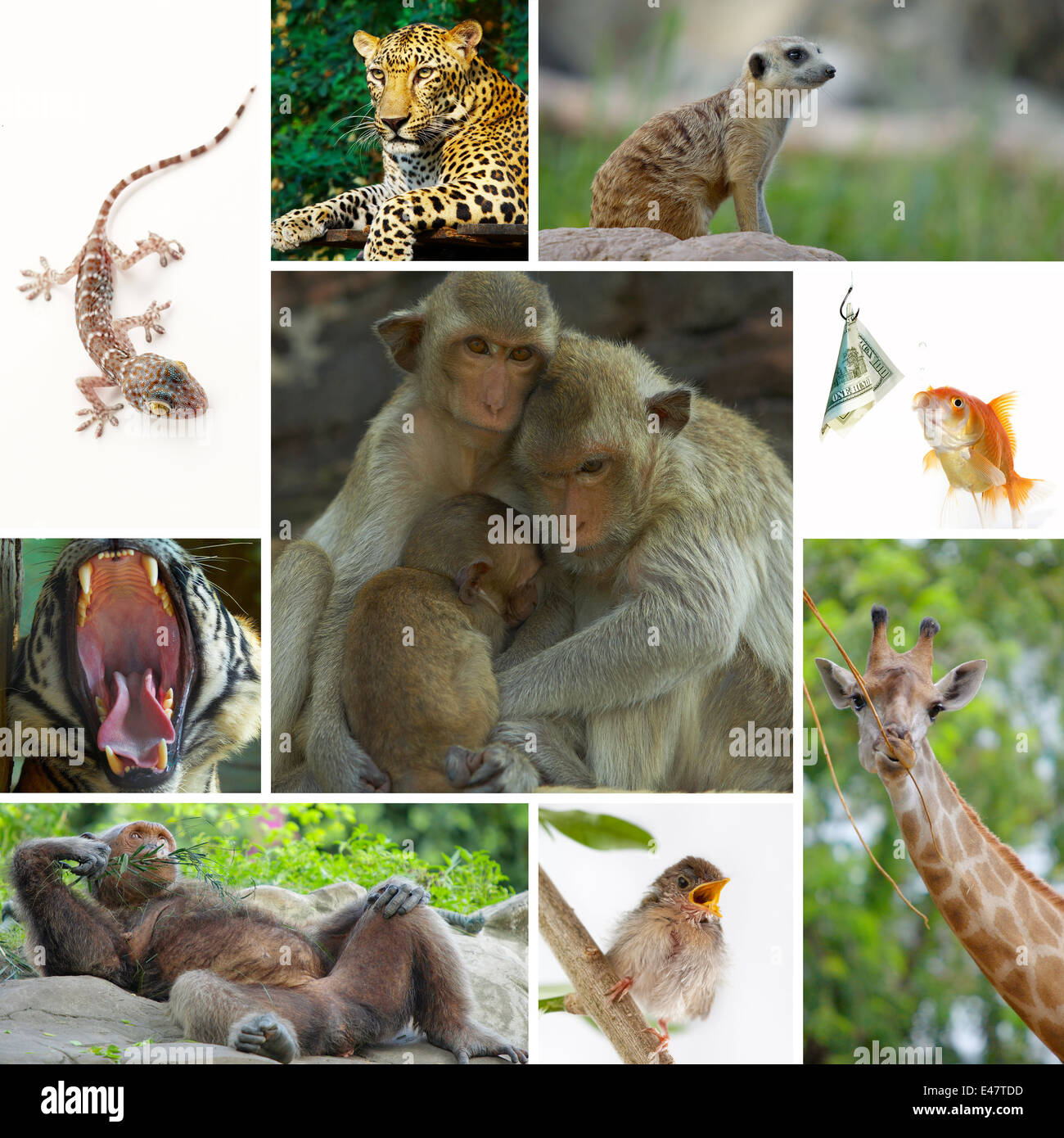 Animal mammals collage hi-res stock photography and images - Alamy