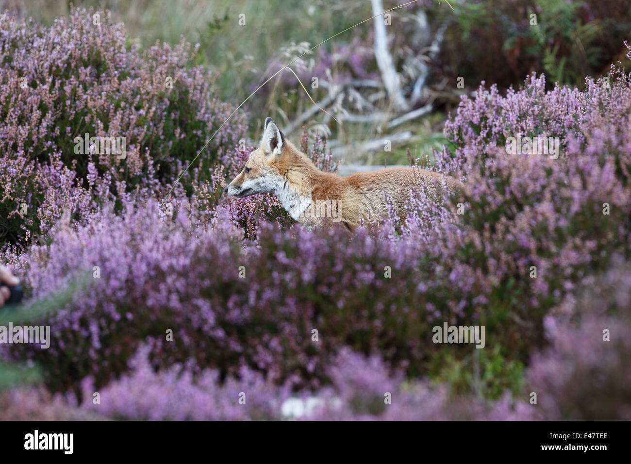 Vulpes vulpes Red fox walking through heather Stock Photo - Alamy