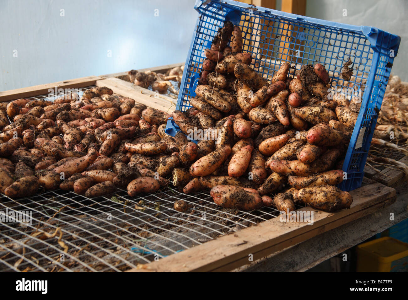 Drying 'Pink fir apple' Potatoes on wire mesh screens in polytunnel ...