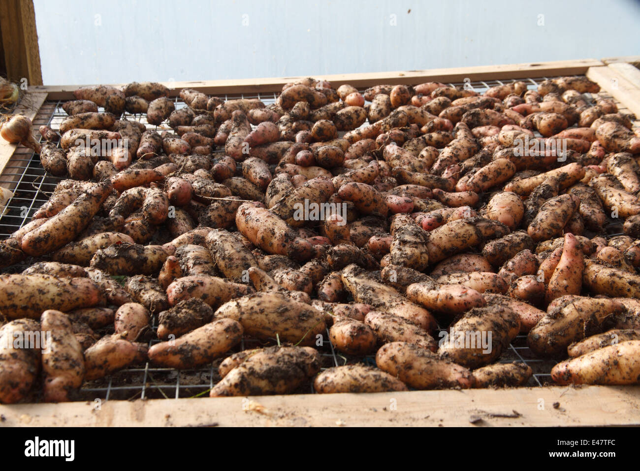 'Pink fir apple' Potatoes drying in polytunnel Stock Photo - Alamy