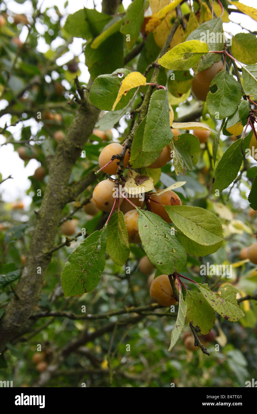 Damson fruit hi-res stock photography and images - Alamy