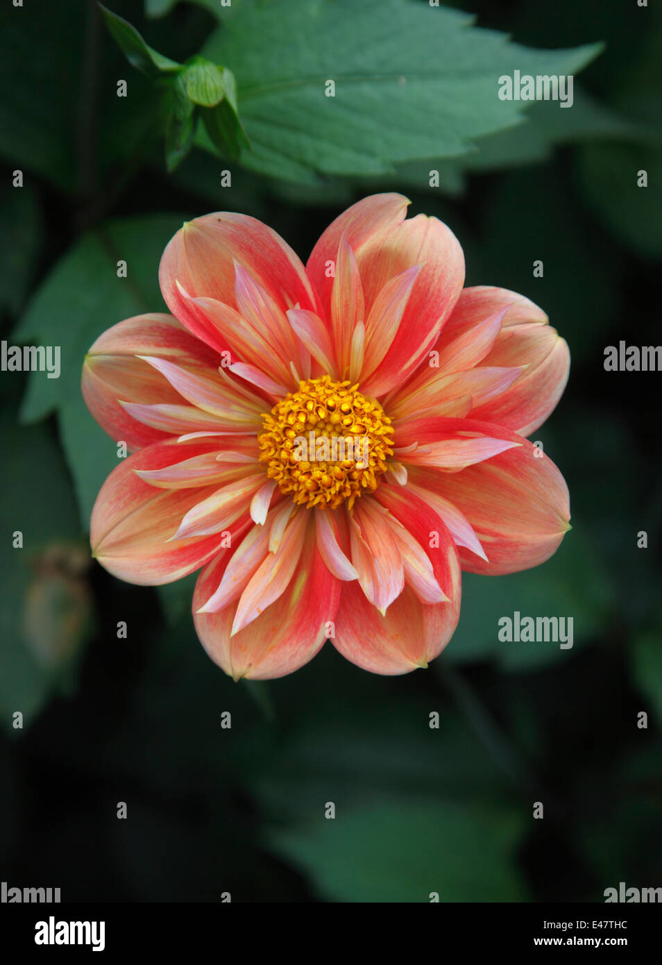 Carstone hi-res stock photography and images - Alamy