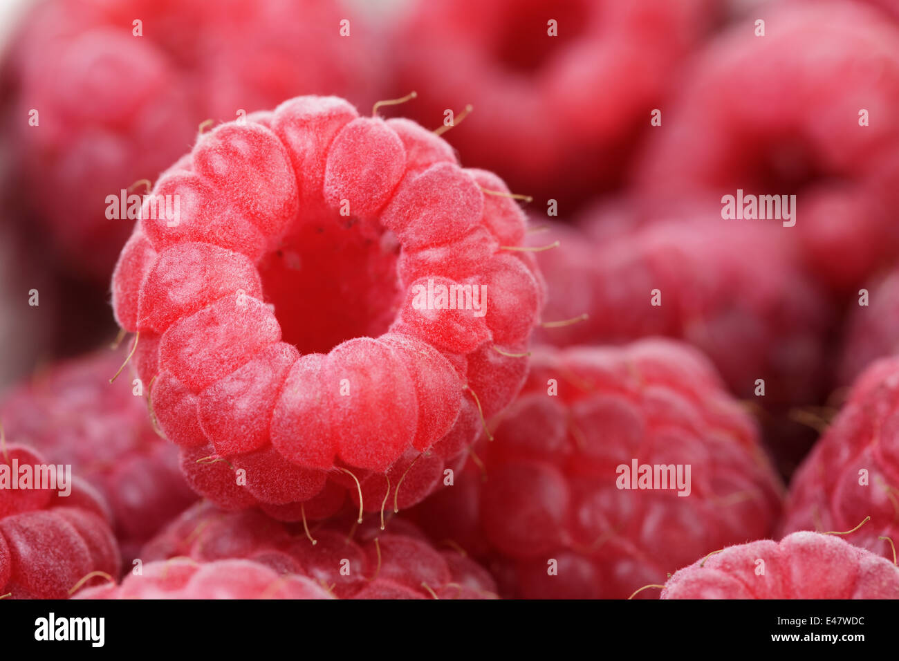 ripe red raspberries background, natural organic berries Stock Photo ...