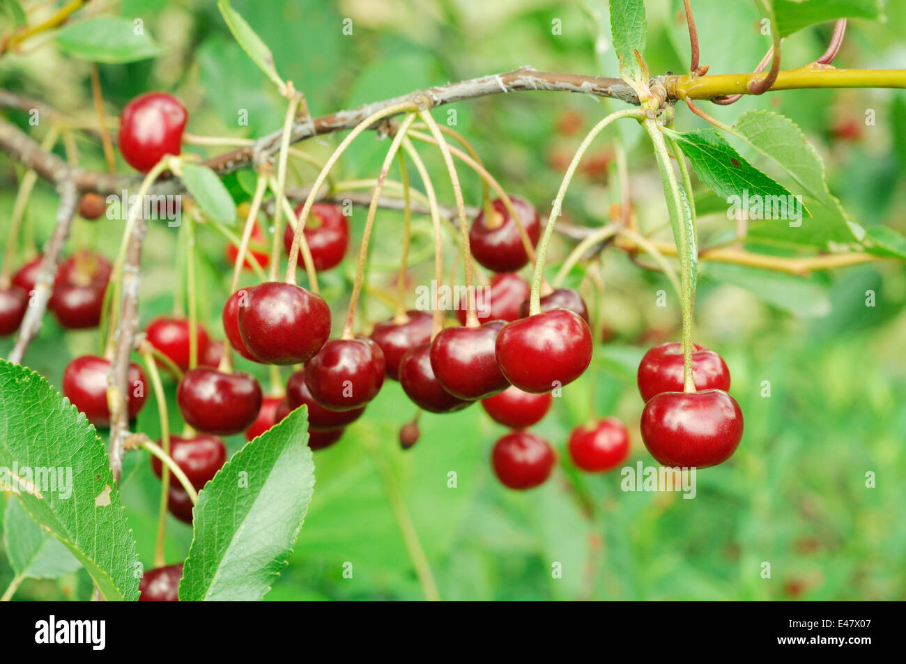 Ripe red cherry berries hi-res stock photography and images - Alamy
