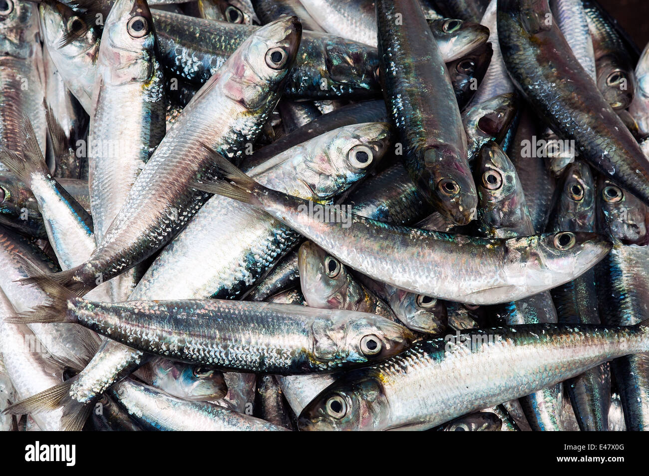 fish in market, Maigo, Lanao del Norte, Mindanao, Philippines Stock ...