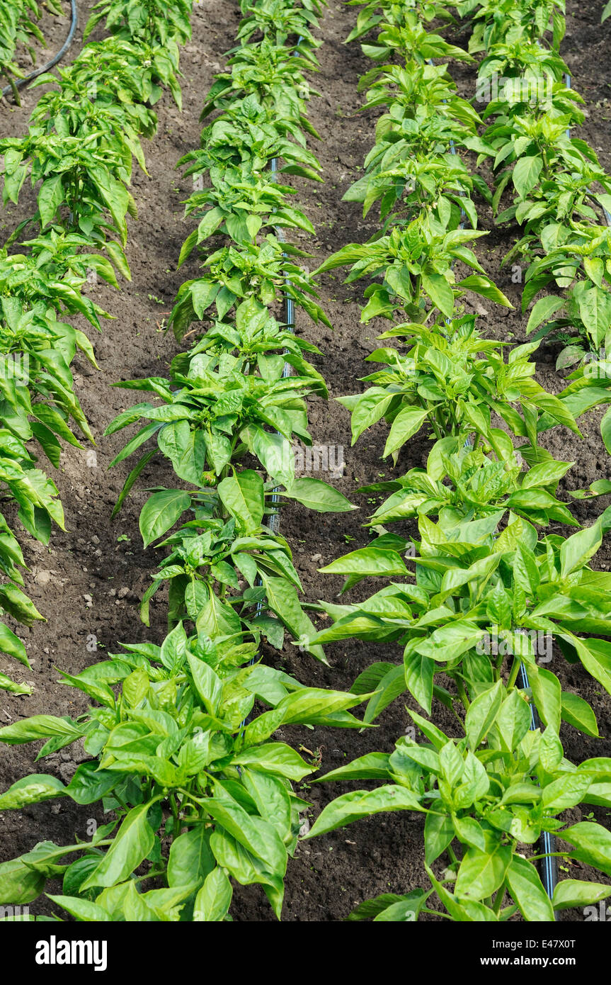 Pepper field hi-res stock photography and images - Alamy
