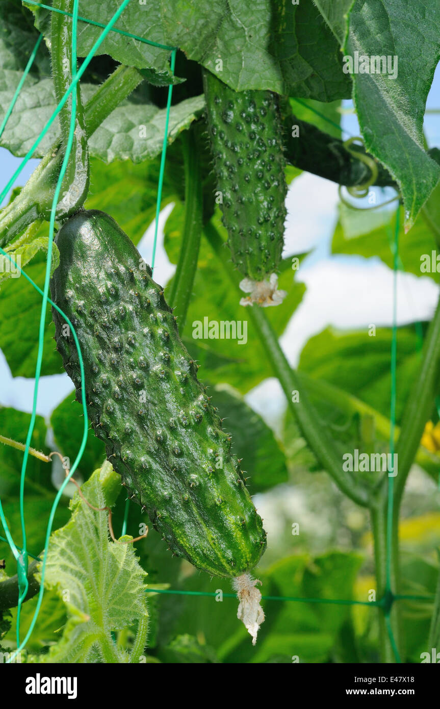 Food with nature hi-res stock photography and images - Alamy