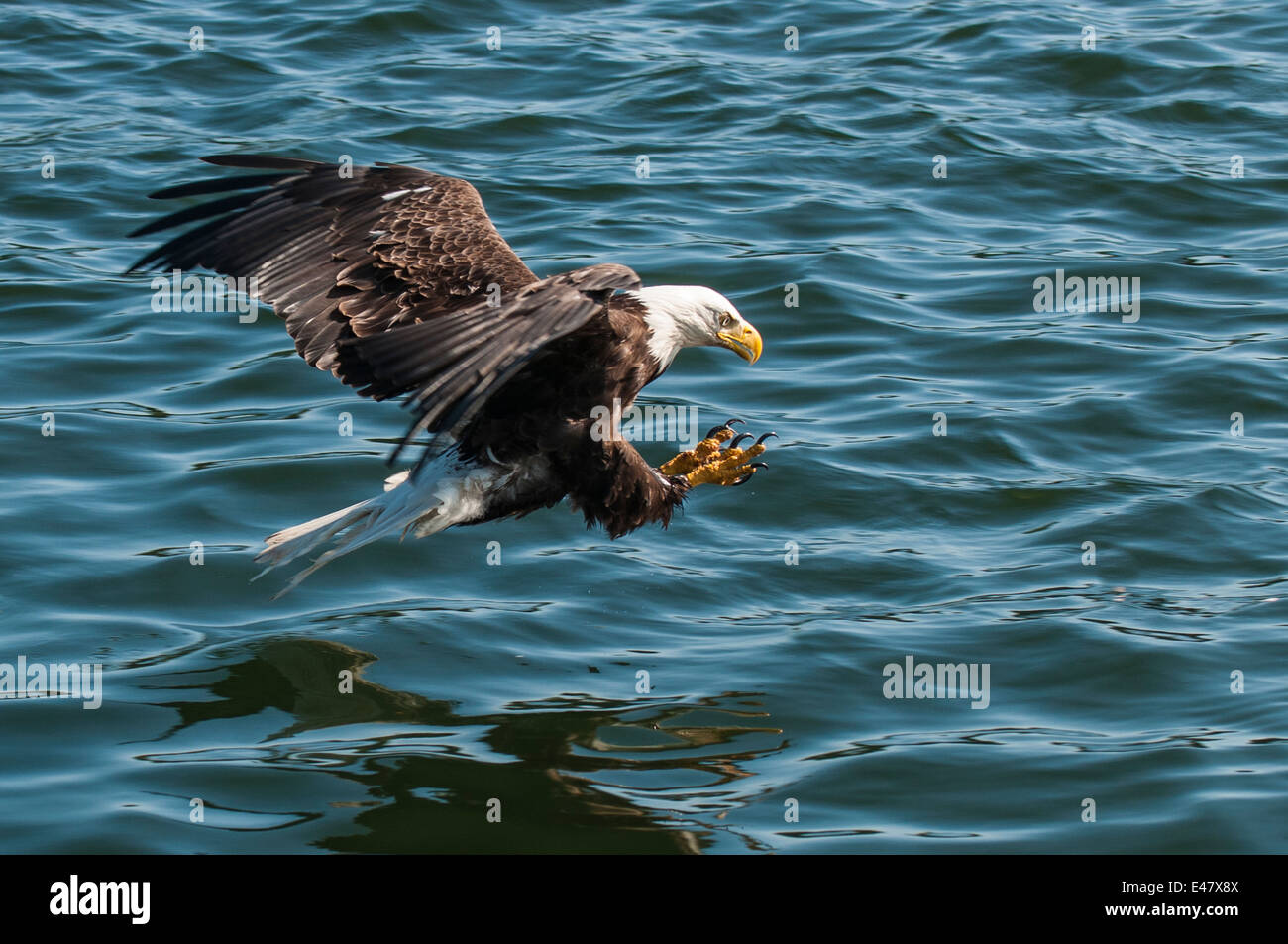 Bald eagle Haliaeetus leucocephalus fishing flying near Prince Rupert ...
