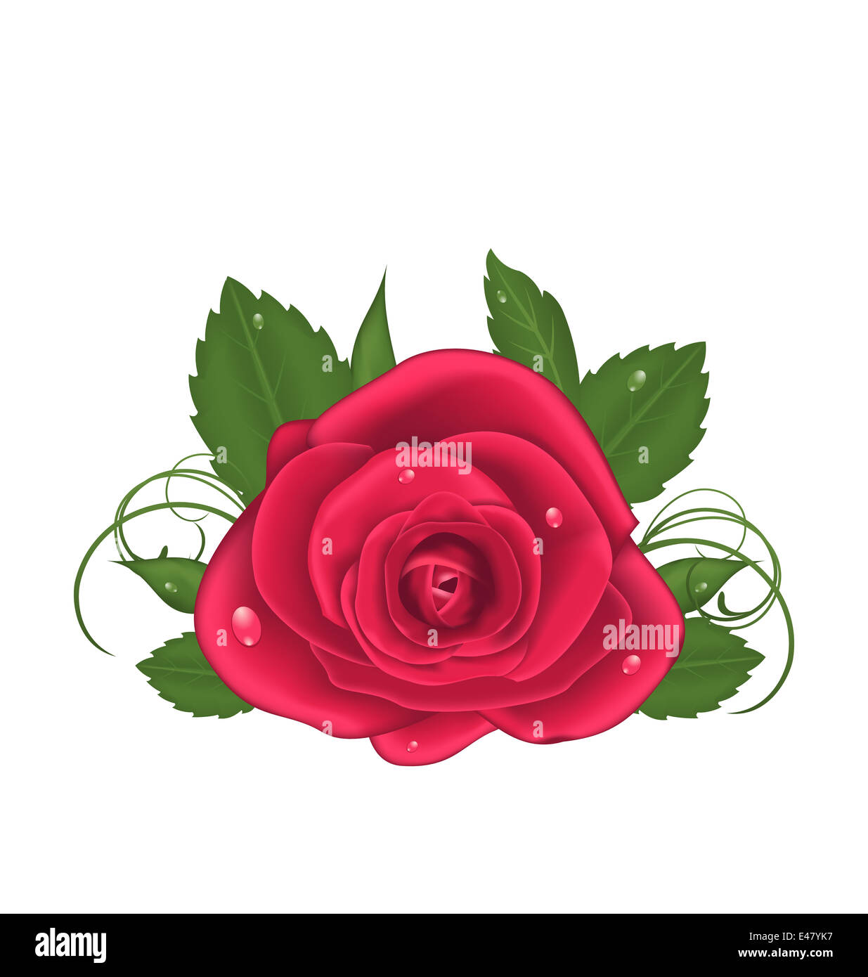 Illustration close-up beautiful rose isolated on white background ...