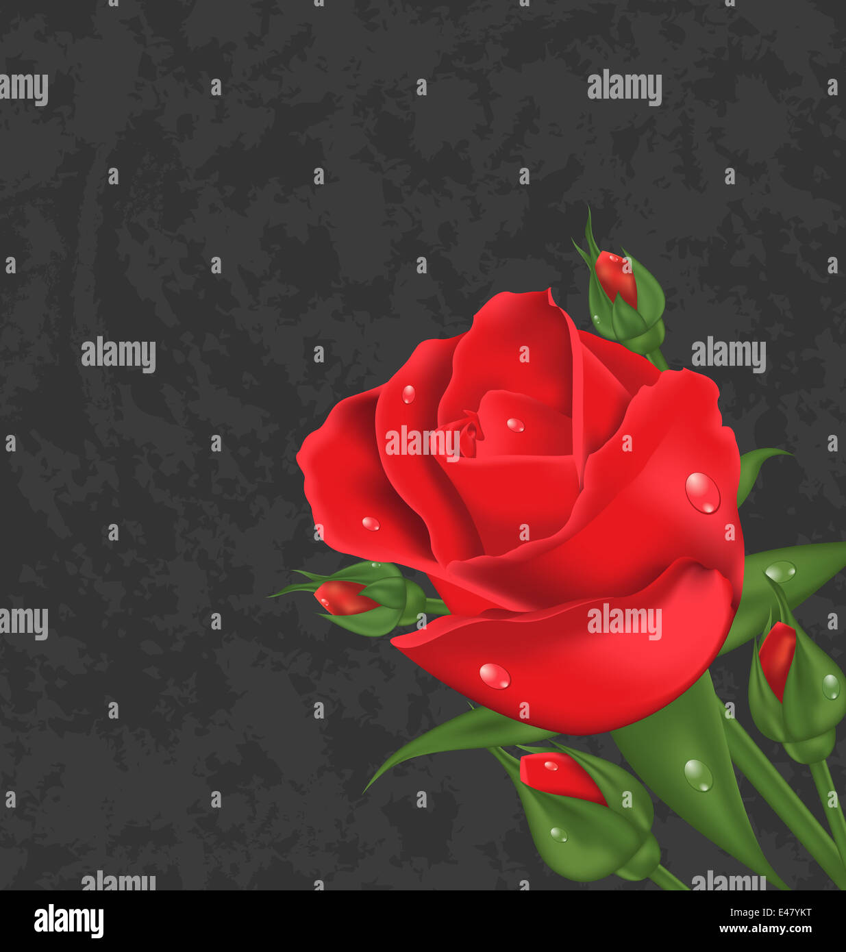 Illustration beautiful rose isolated on grunge background - vector ...