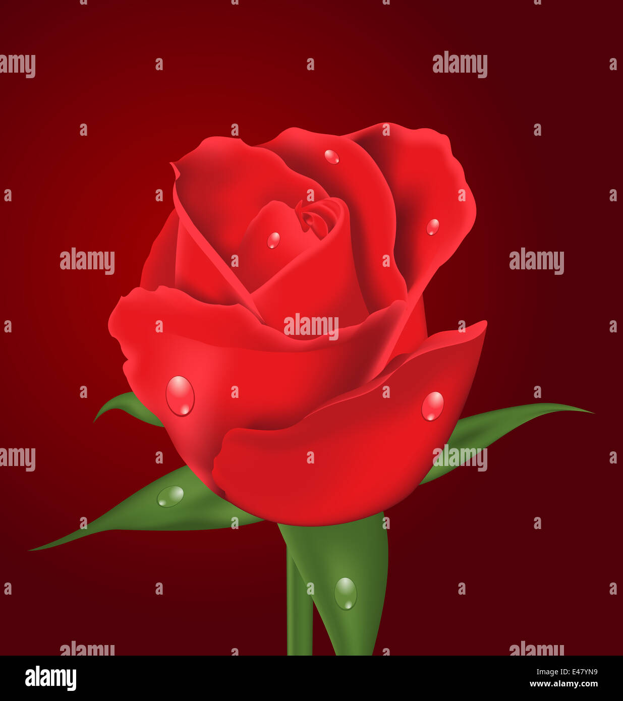 Illustration close-up beautiful realistic rose on red background ...