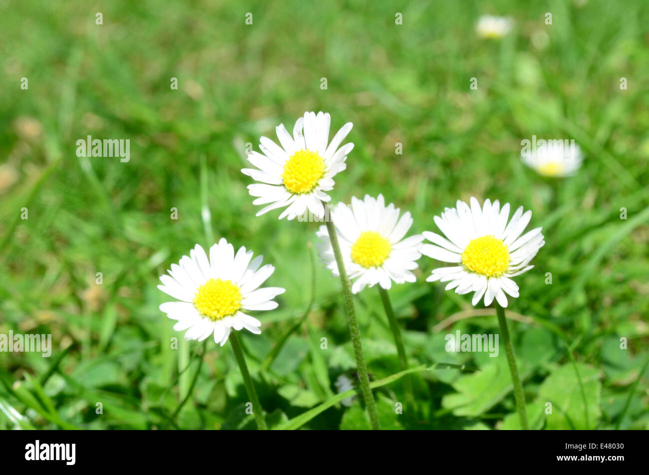 daises in the garden Stock Photo - Alamy