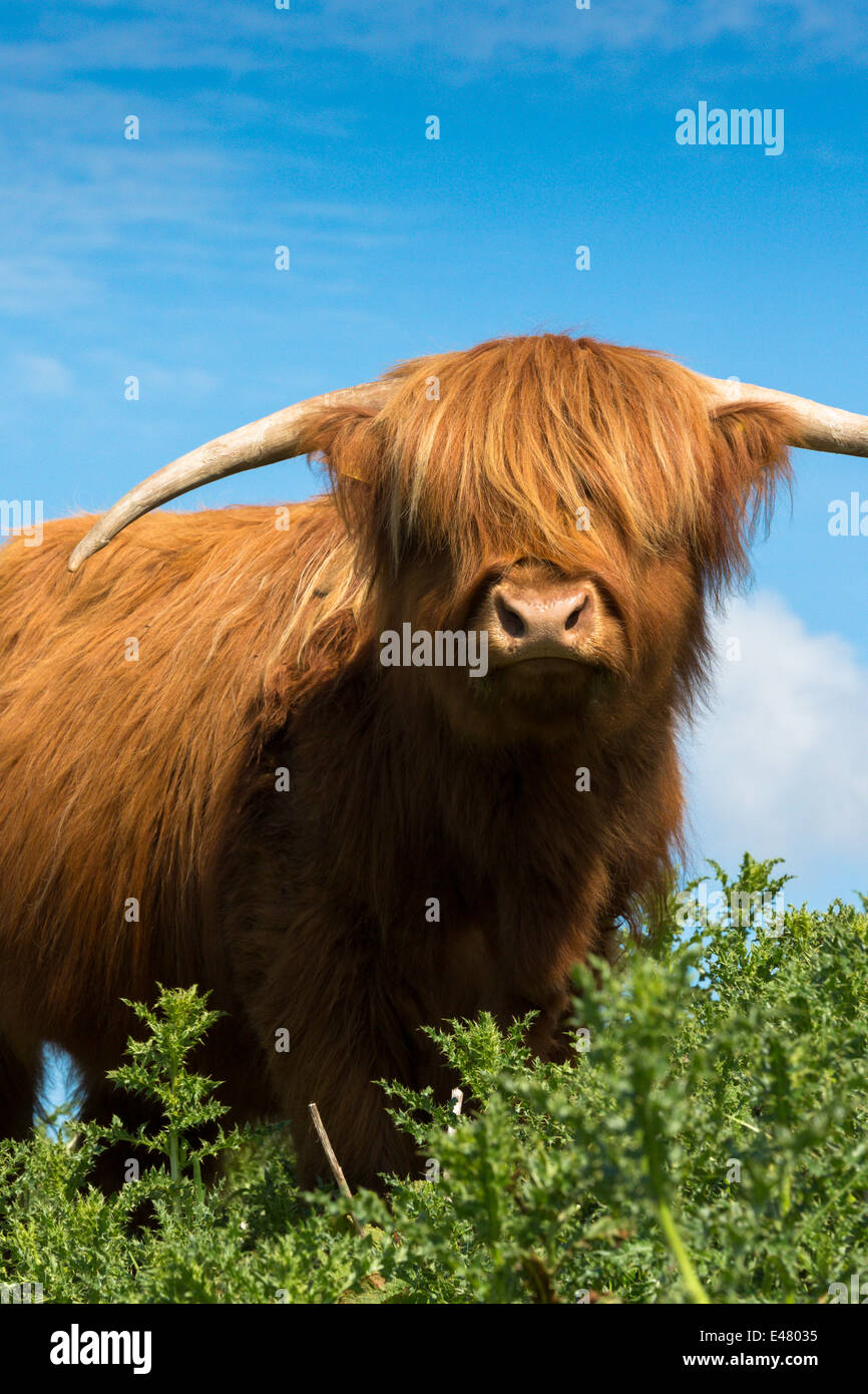 Highland cow farm scotland hi-res stock photography and images - Alamy