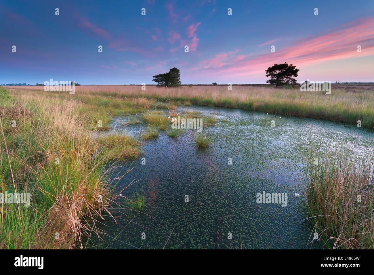 beautiful pink sunrise over swamp, Drenthe, Netherlands Stock Photo - Alamy