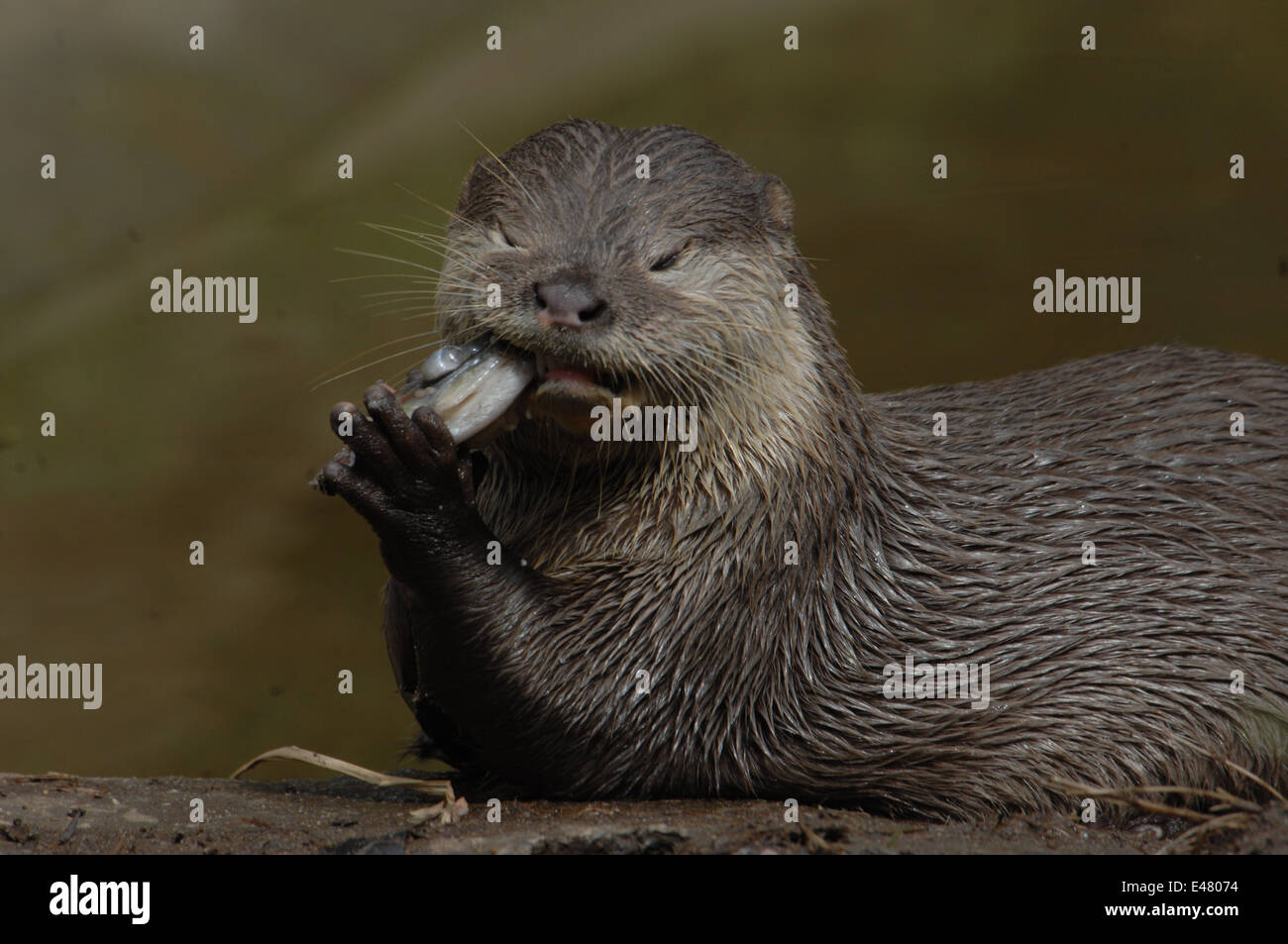 otter eating fish Stock Photo - Alamy