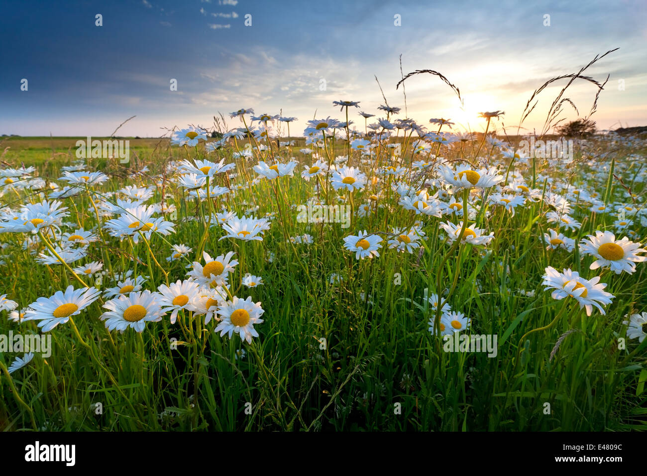 Gold sunset hi-res stock photography and images - Alamy