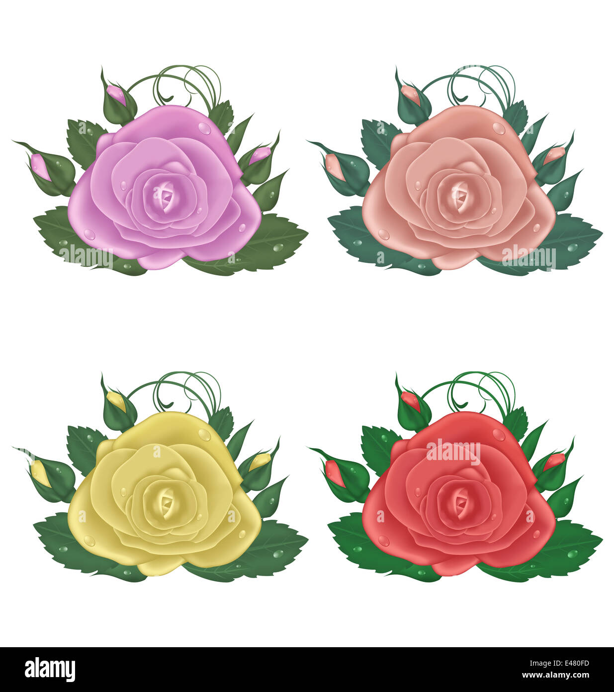 Illustration close-up set of roses isolated on white background ...