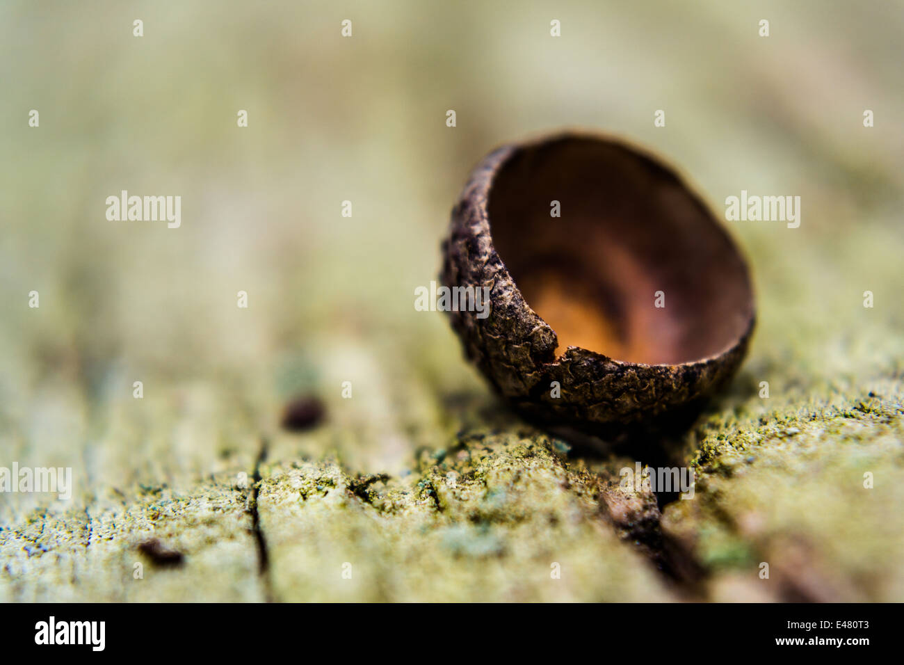 Cup acorn hi-res stock photography and images - Alamy