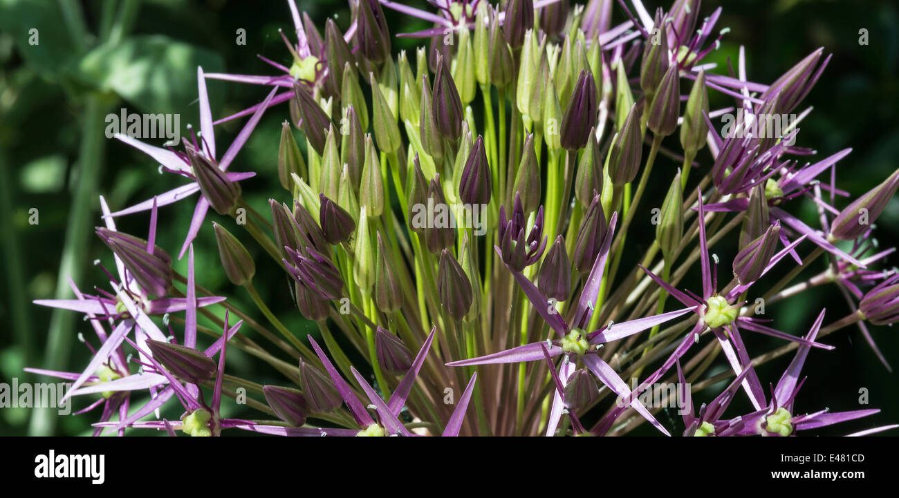 Closeup of a Purple Allium Flower Head in a Cheshire Garden England ...