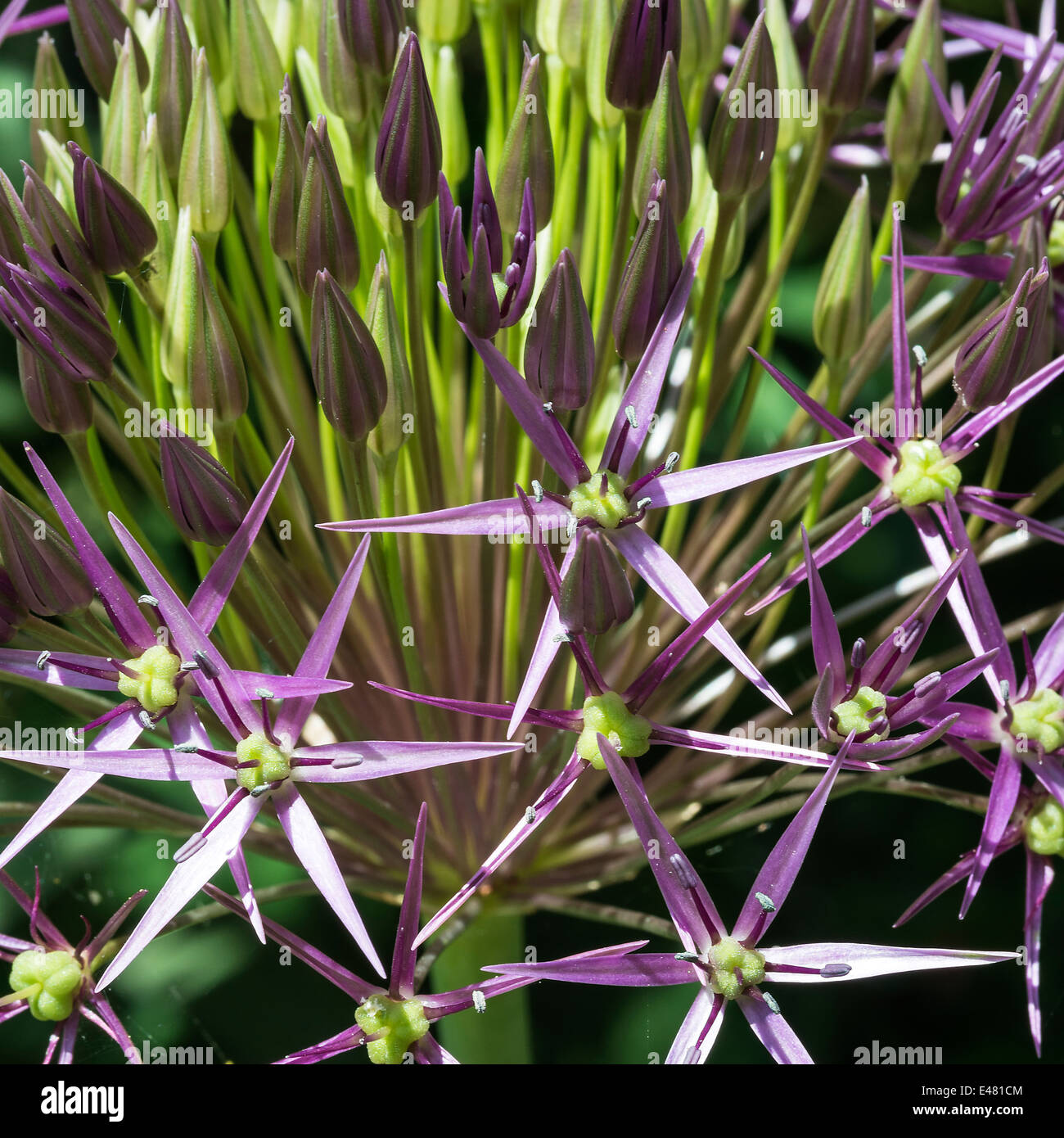 Closeup of a Purple Allium Flower Head in a Cheshire Garden England ...